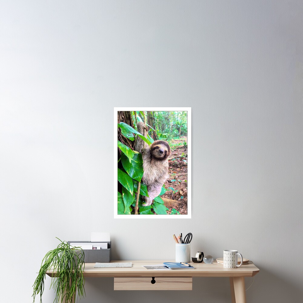 "Baby, sloth, jungle, rainforest, Pura Vida, Costa Rica, cute sloths ...