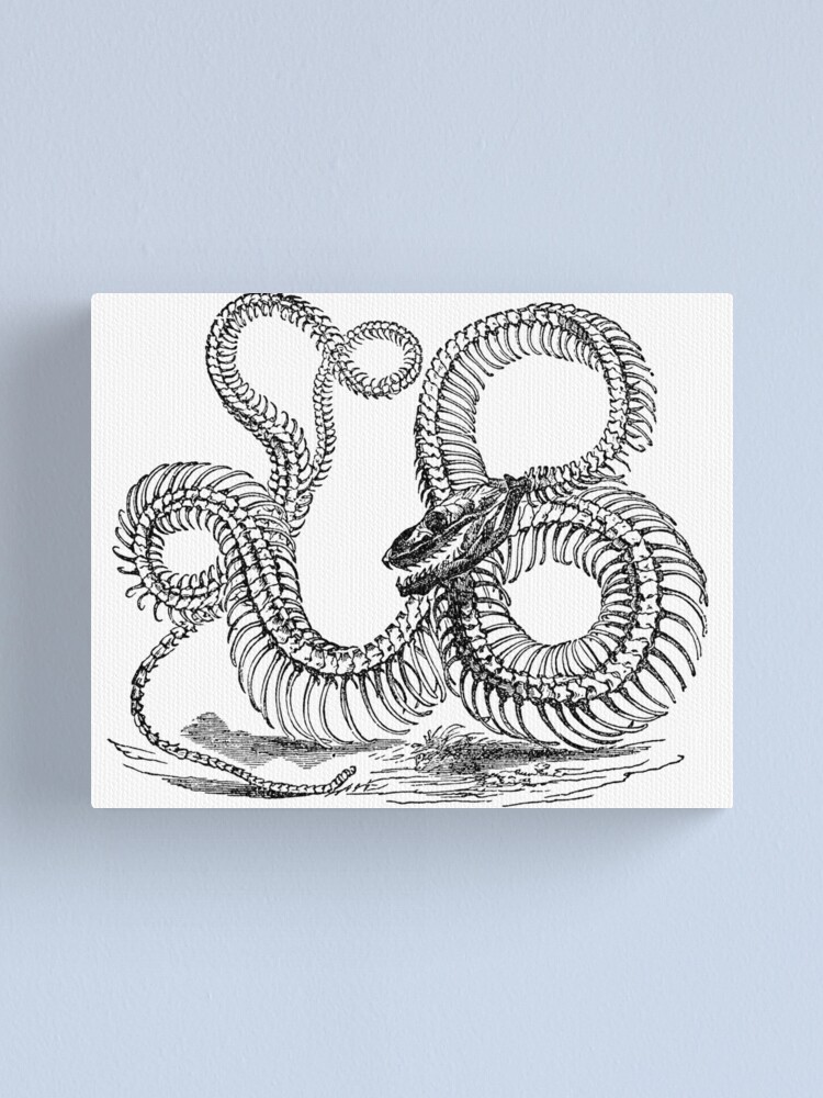 "Vintage Boa Constrictor Snake Skeleton Illustration Retro 1800s Black ...