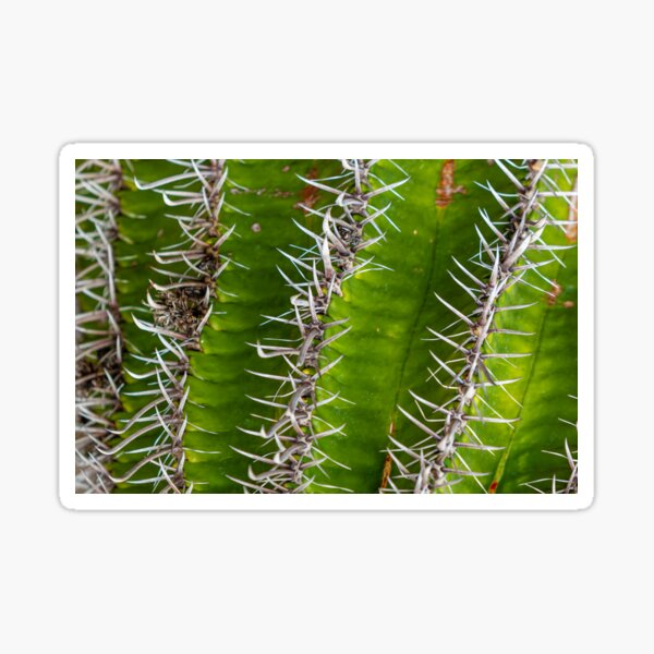 "Evil looking cacti spines" Sticker by Dalyn | Redbubble