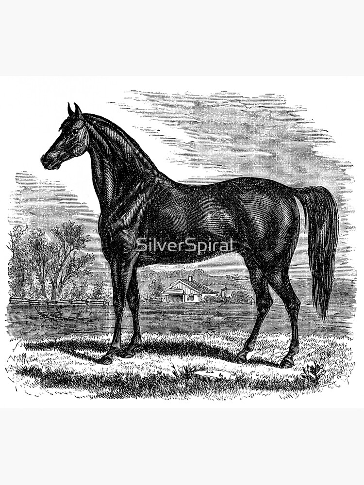 "Vintage Morgan Horse Equestrian Horses" Art Print for Sale by ...