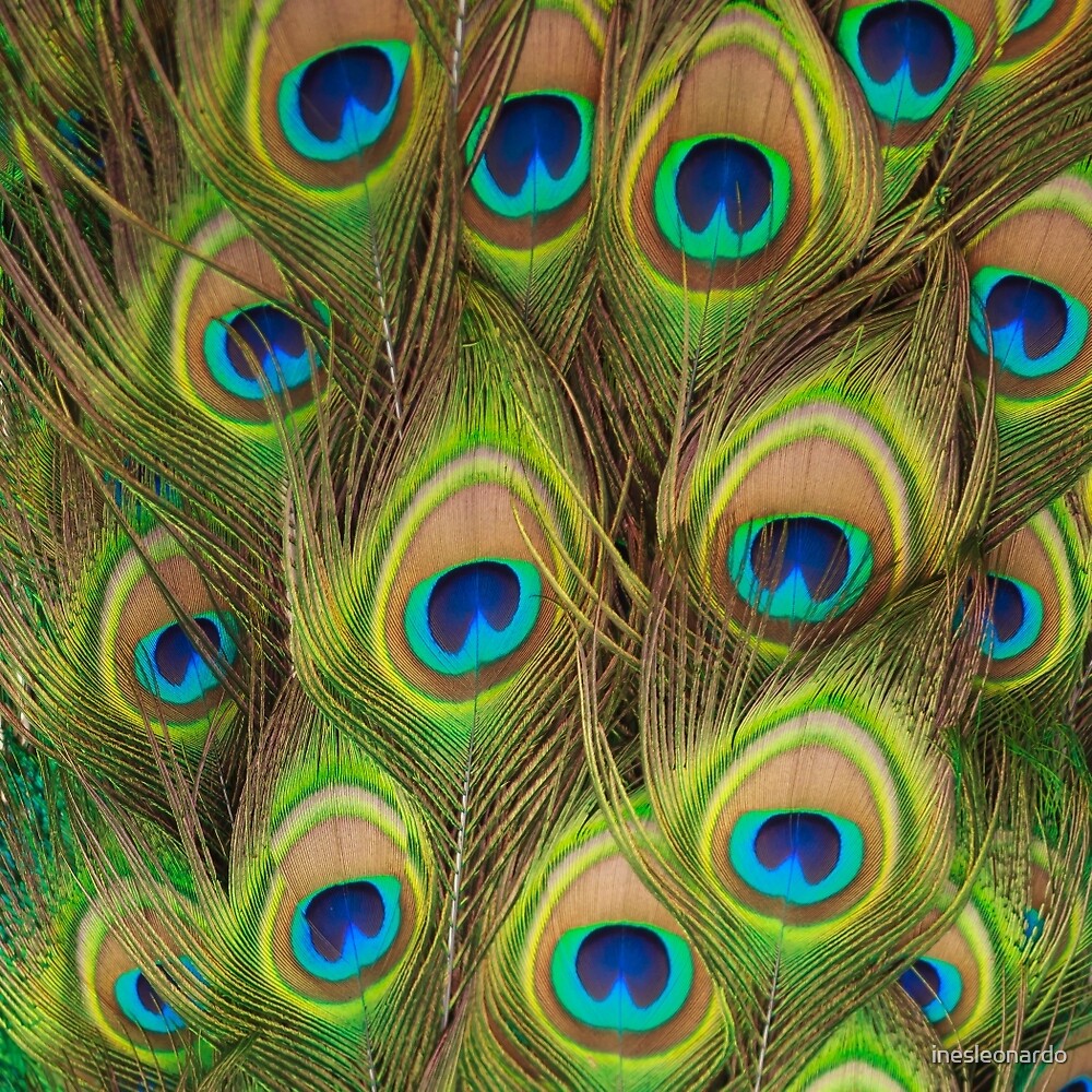 "Peacock pattern" by inesleonardo | Redbubble