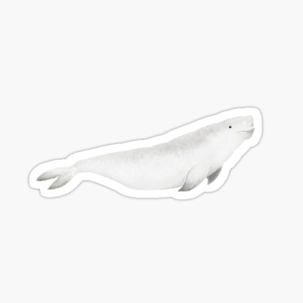 "Beluga Whale " Sticker by Twilcox115 | Redbubble