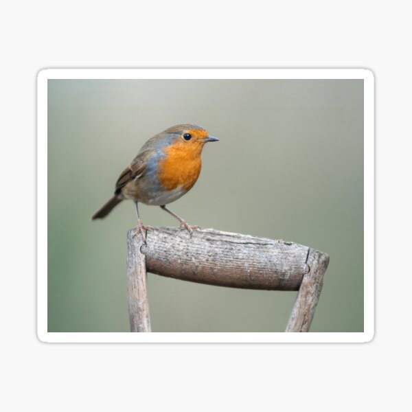 "Robin" Sticker by stevesimages1 | Redbubble