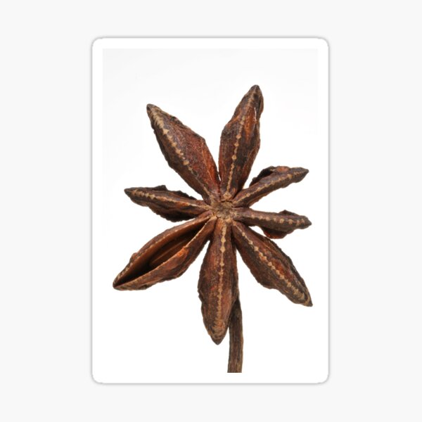 "Close up of star anise, Illicium verum" Sticker by wineandwords ...