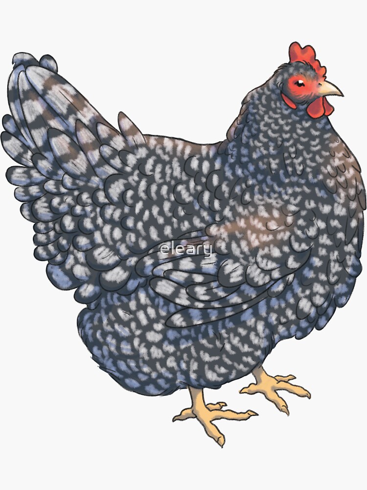 "Barred Rock Chicken" Sticker for Sale by eleary | Redbubble