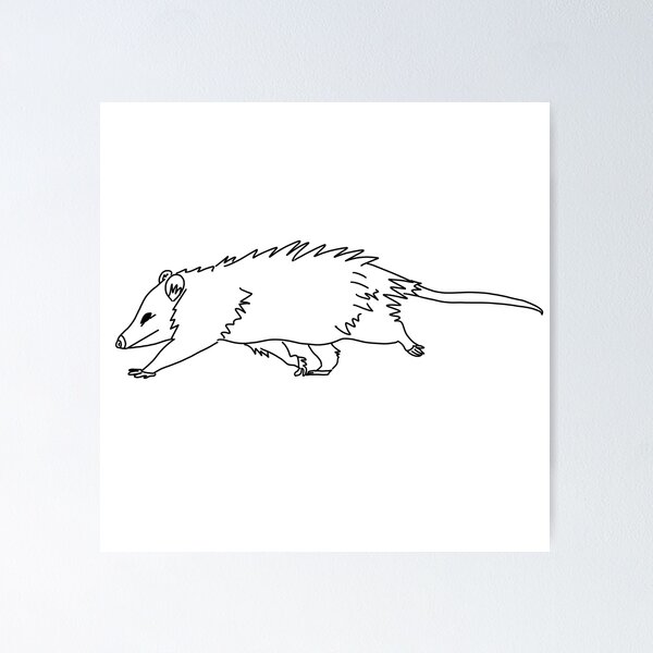 "Opossum line drawing" Poster for Sale by linesbymichelle | Redbubble