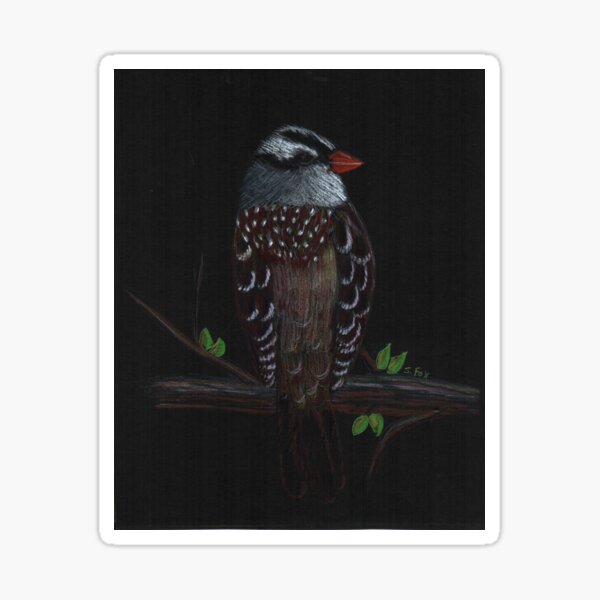 "White Crowned Sparrow Bird Drawing, colored pencil bird art" Sticker ...