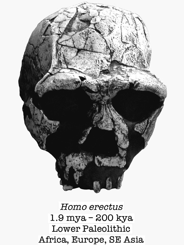 "Homo erectus 1" Sticker for Sale by SnazzyScience | Redbubble