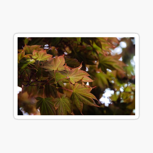 "Red Korean Maple Tree" Sticker for Sale by e1izabeth4 | Redbubble