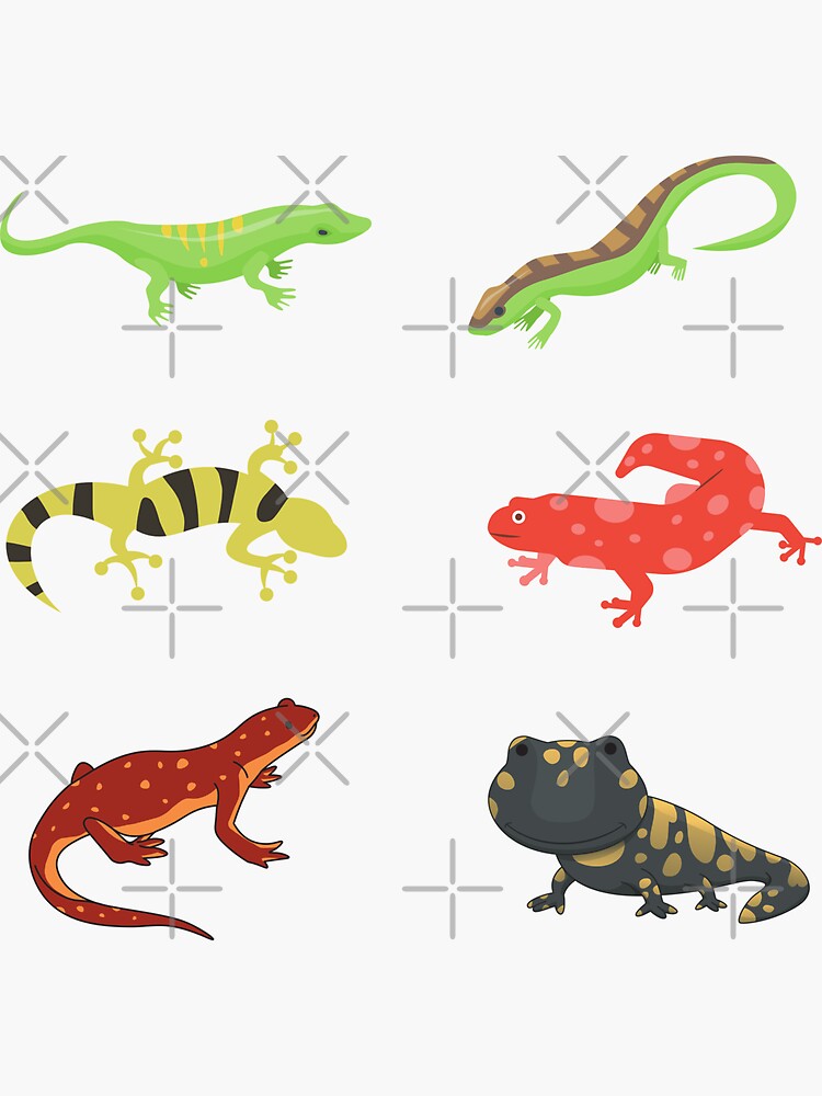 "Spotted Salamander" Sticker by TheAnimalZ00 | Redbubble