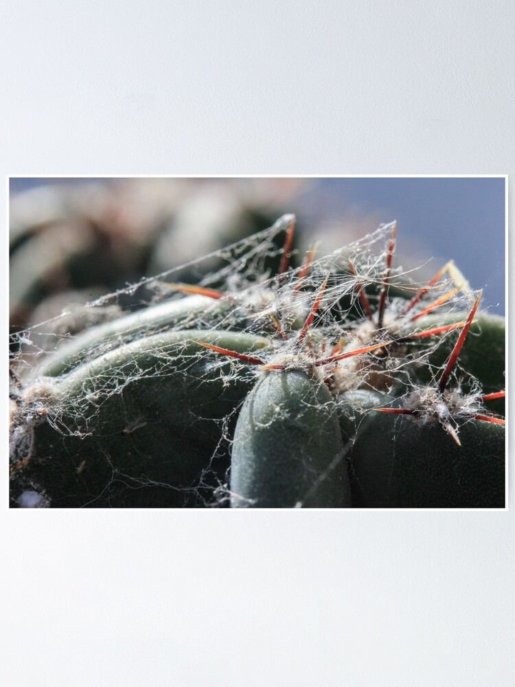 "Cacti and Spider Webbing" Poster for Sale by stilgar | Redbubble