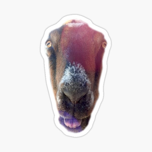 "goat kisses make you laugh goat face" Sticker for Sale by 3bubblez ...