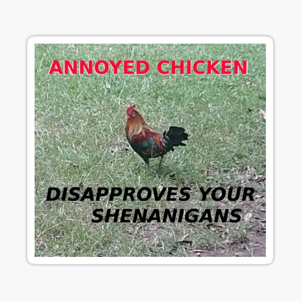 "Annoyed Chicken Disapproves Your Shenanigans" Sticker by ...