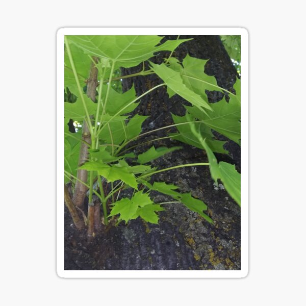 "Leaf" Sticker by Countrygypsy | Redbubble