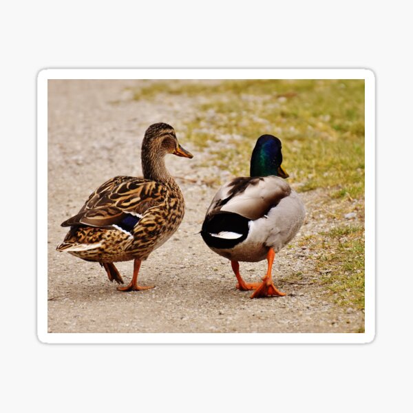 "Ducks" Sticker for Sale by farmhousegear | Redbubble