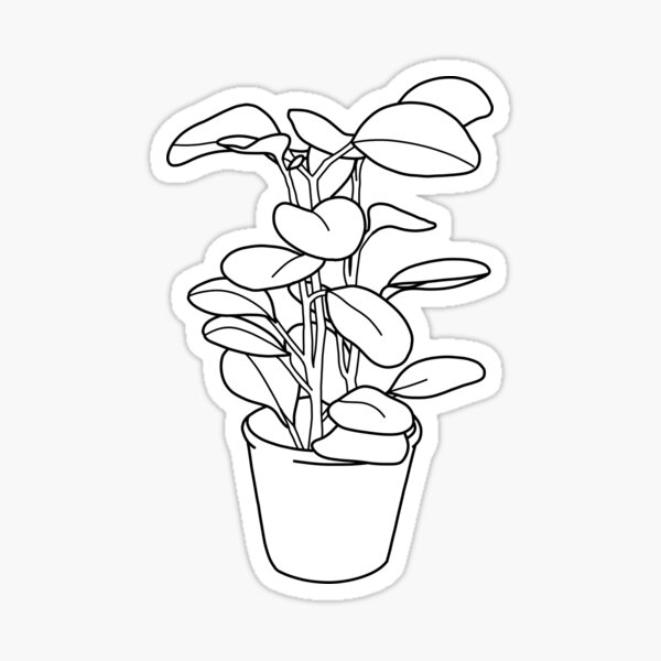"peperomia obtusifolia, uncolored" Sticker by natureworshxp | Redbubble