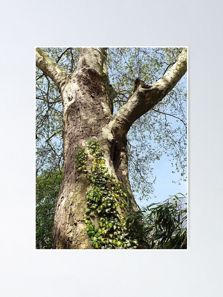 "A Tree with Fern " Poster by orlyfuchsgalche | Redbubble