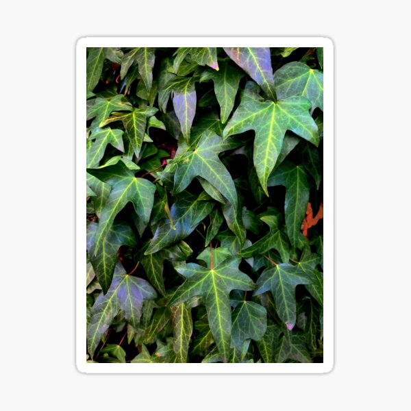"English Ivy" Sticker for Sale by treetrnk | Redbubble
