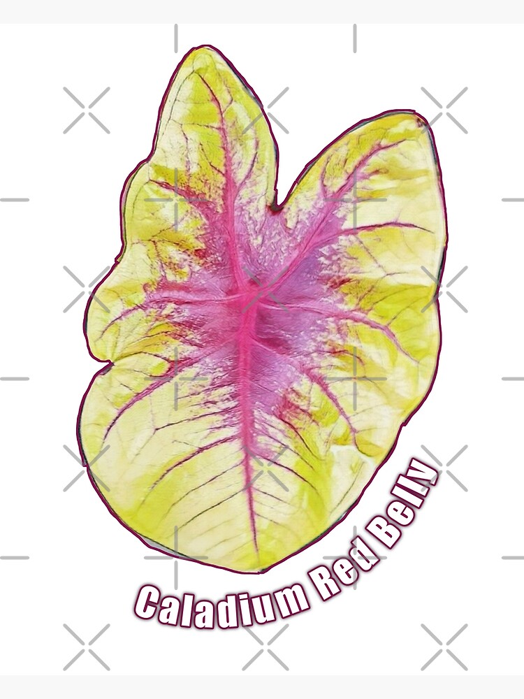 "Caladium Red Belly Leaf" Poster by kimcrunner | Redbubble