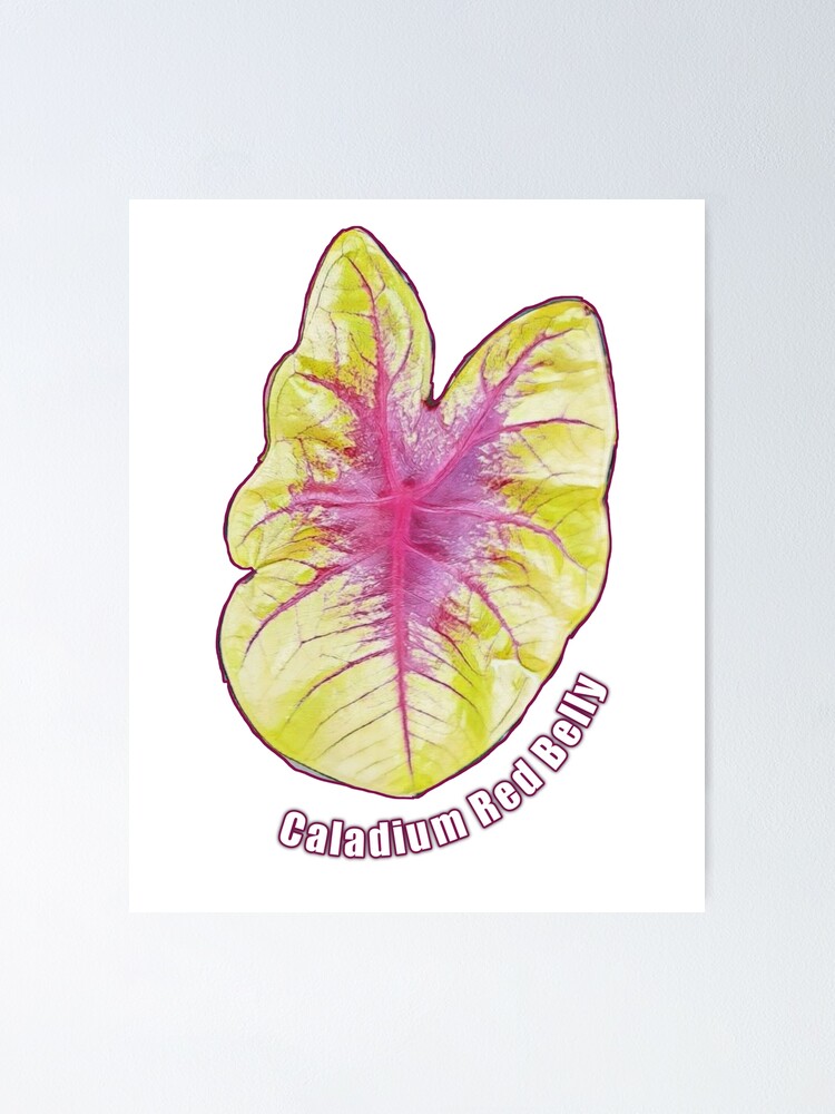 "Caladium Red Belly Leaf" Poster by kimcrunner | Redbubble