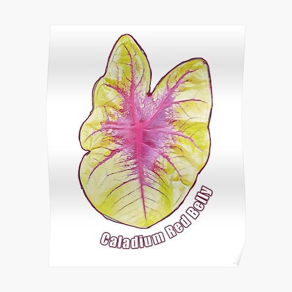 "Caladium Red Belly Leaf" Poster by kimcrunner | Redbubble