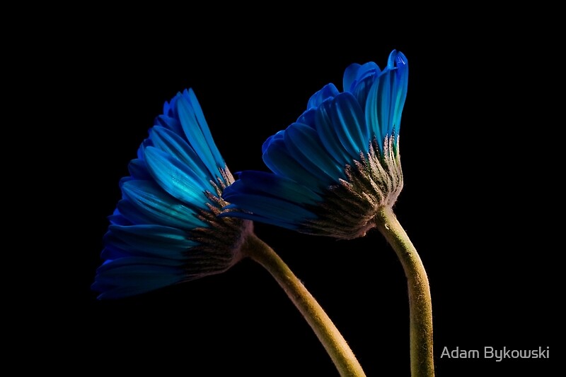 "The Color of Compassion" by Adam Bykowski | Redbubble