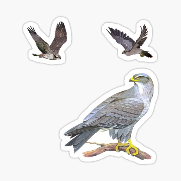 "Falcon" Sticker by chandramun06 | Redbubble