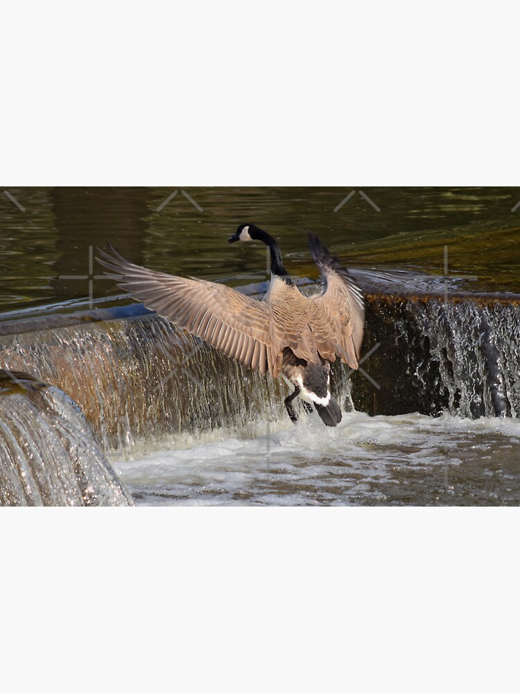 "Short Flight Take Off" Sticker for Sale by mariakeady | Redbubble