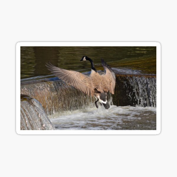 "Short Flight Take Off" Sticker for Sale by mariakeady | Redbubble