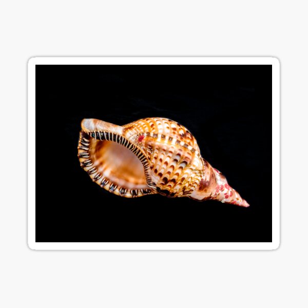 "Horse Conch from Elbow Cay" Sticker for Sale by RobertKelch | Redbubble