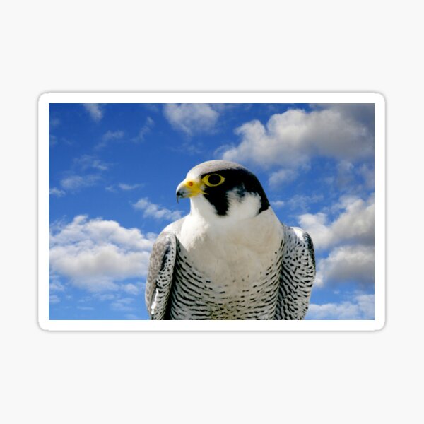 "PEREGRINE FALCON" Sticker for Sale by TomBaumker | Redbubble