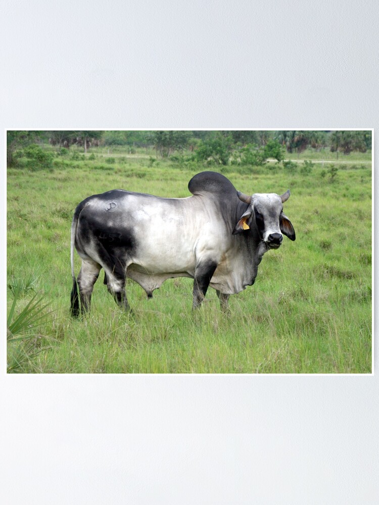 "BRAHMAN BULL" Poster for Sale by TomBaumker | Redbubble