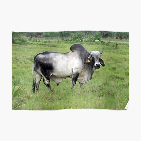 "BRAHMAN BULL" Poster for Sale by TomBaumker | Redbubble