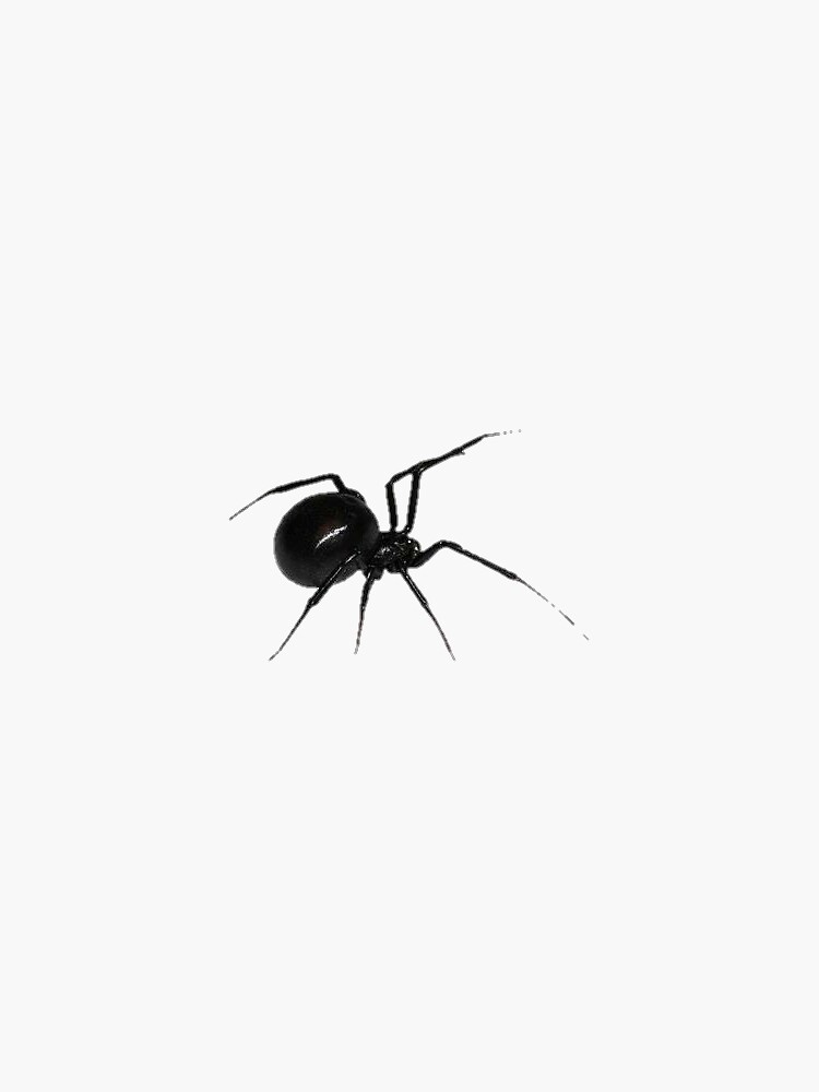 "Black Spider" Sticker by allthestickerzz | Redbubble