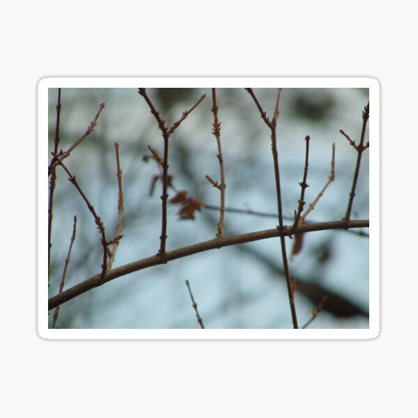 "Tree Branch" Sticker for Sale by AliensAttack99 | Redbubble