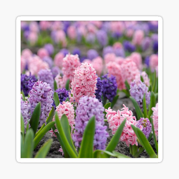 "purple hyacinth" Sticker for Sale by Martin-bivert | Redbubble