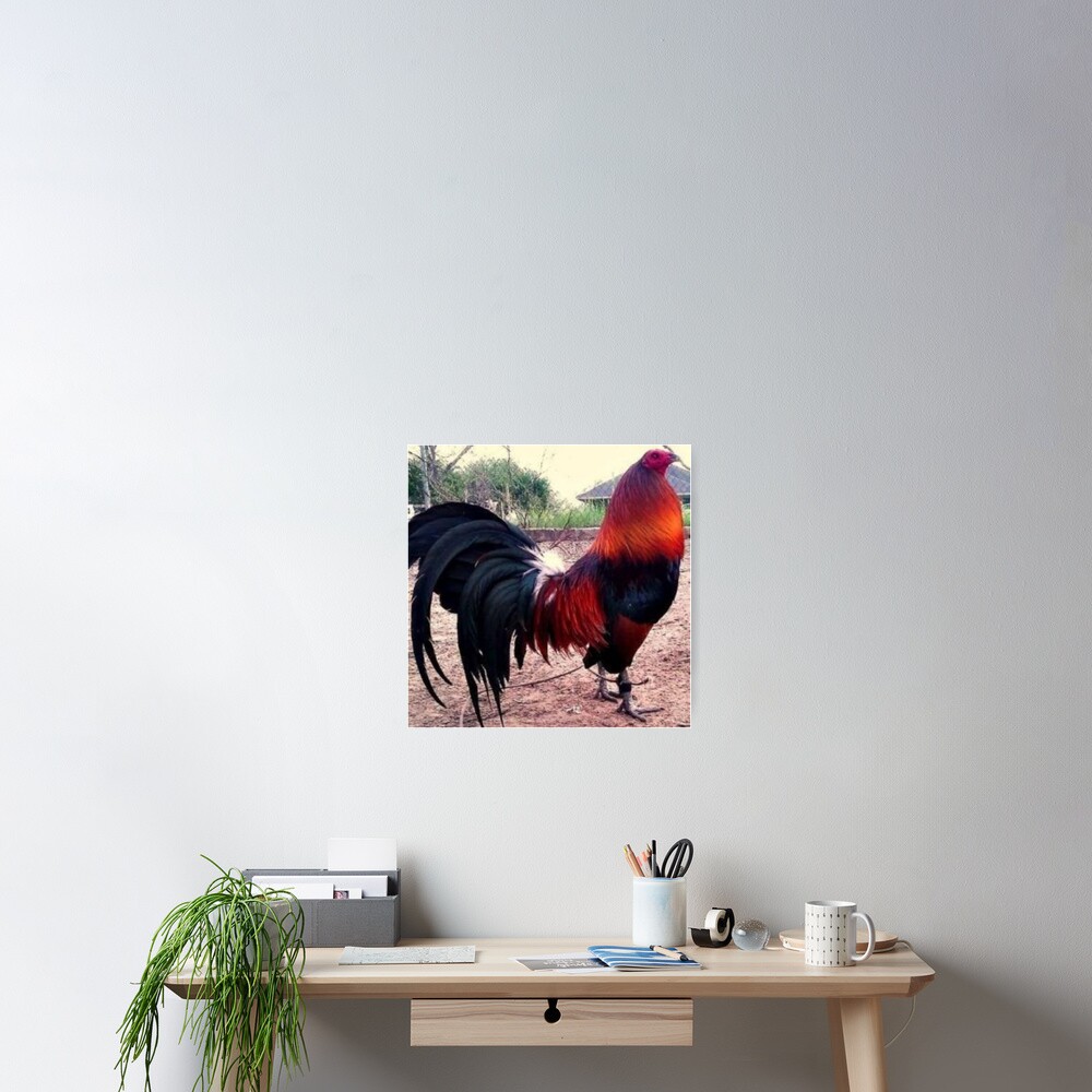 Póster «Gallo, colorado,de pelea, fino» de RenatoGuzman | Redbubble