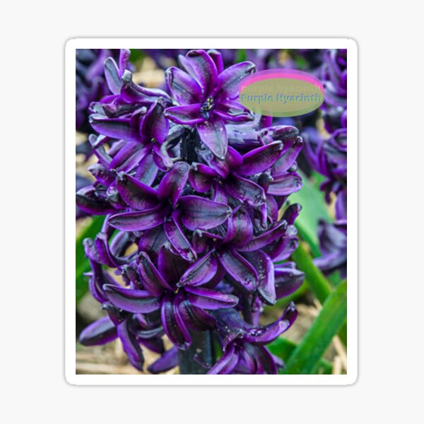 "Purple Hyacinth" Sticker for Sale by master1900 | Redbubble