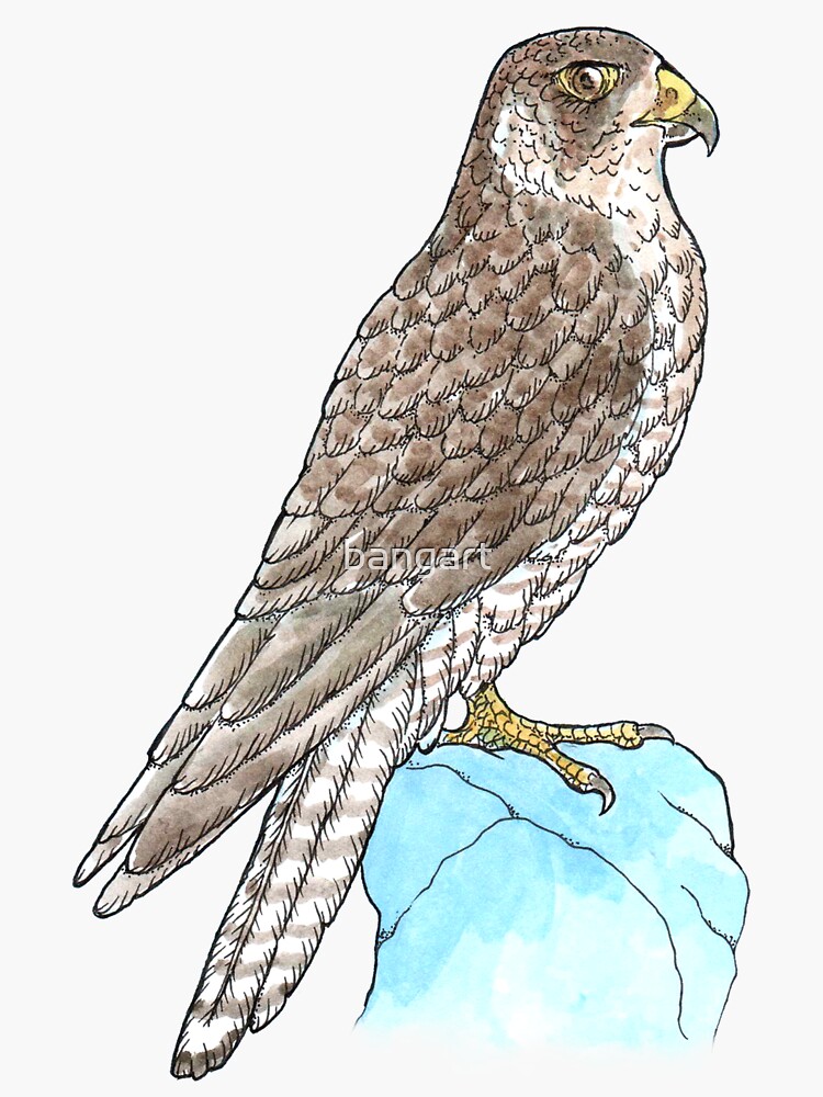 "Peregrine Falcon" Sticker for Sale by bangart | Redbubble