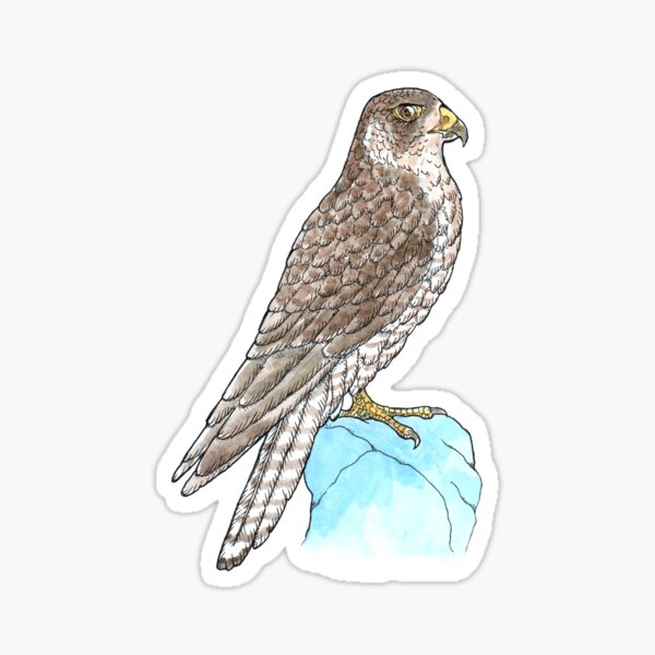 "Peregrine Falcon" Sticker for Sale by bangart | Redbubble