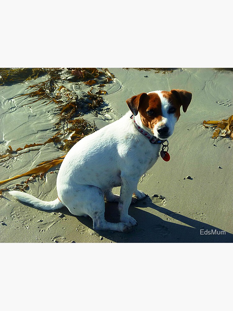 "*Ruby - Jack Russell Terrier youngster - Port Fairy Beach*" Sticker ...