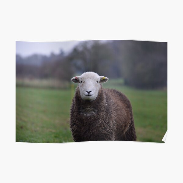 "cute smiley herdwick sheep" Poster for Sale by ETstickerz | Redbubble