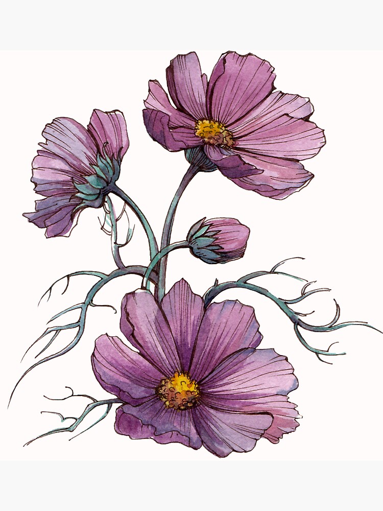 "Cosmea" Sticker by sonnenfox | Redbubble