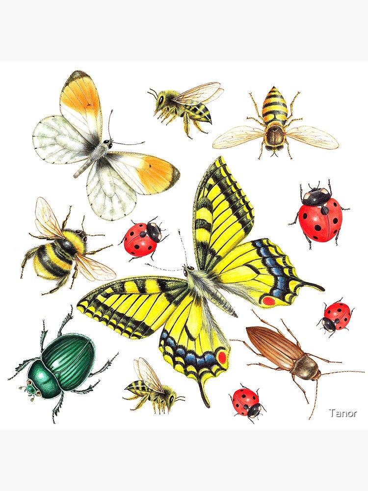 "set of watercolor insects" Poster by Tanor | Redbubble