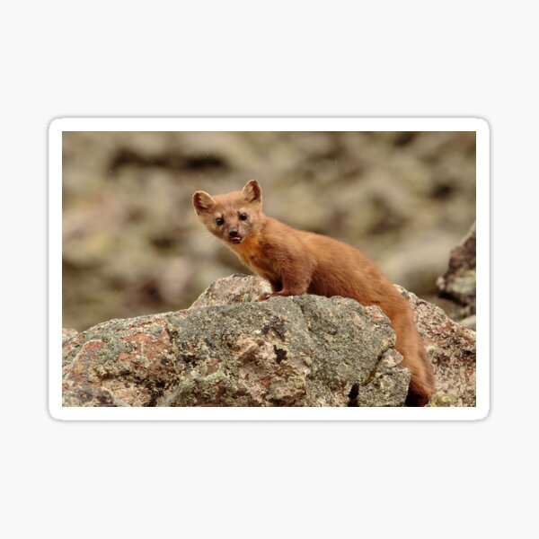 Weasel Stickers | Redbubble