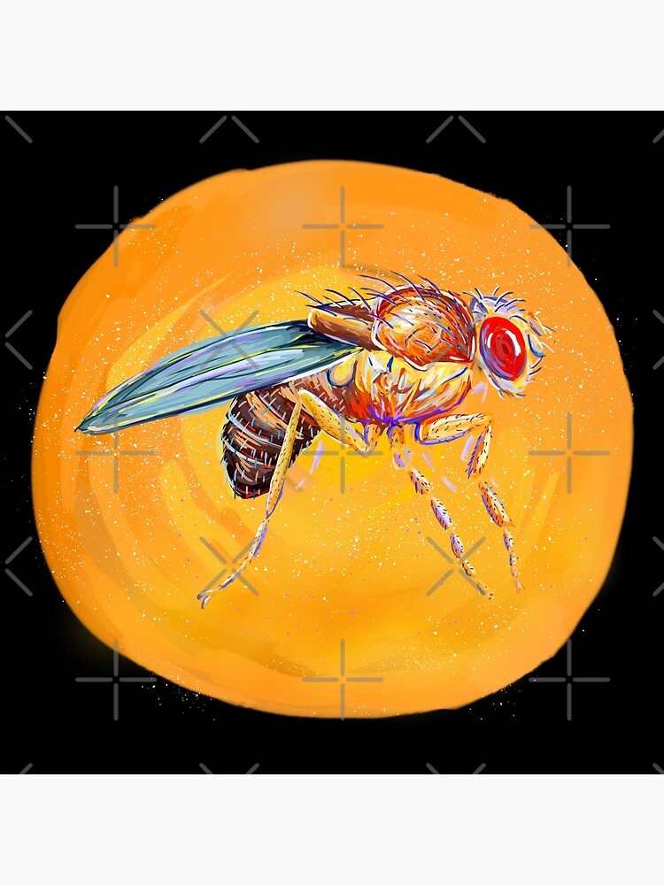 "Fruit fly (Drosophila melanogaster)" Poster by thebugladies | Redbubble