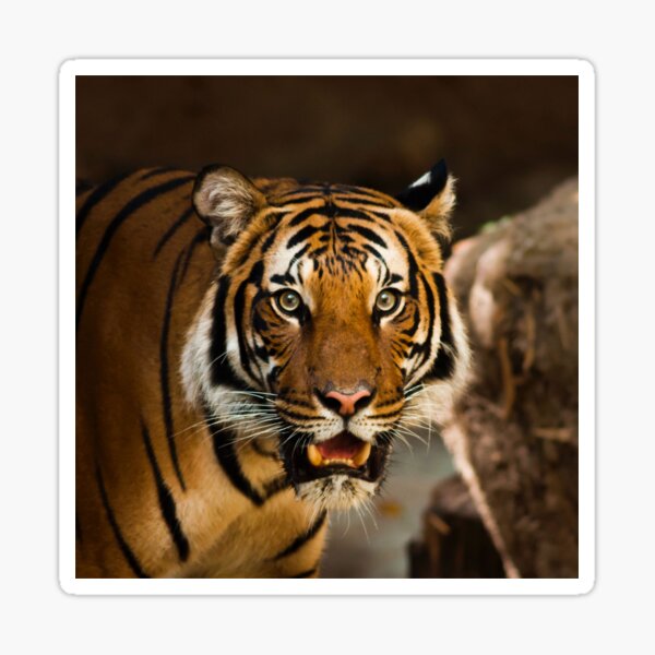 "Tiger Eyes" Sticker by ALT-DESIGN | Redbubble