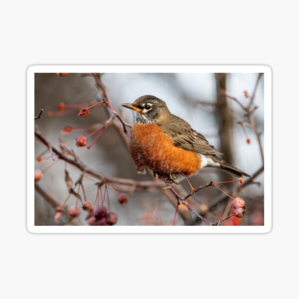 "American Robin" Sticker by jaydee1400 | Redbubble