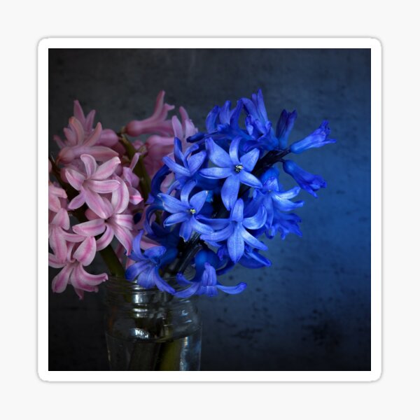 " purple hyacinth" Sticker for Sale by Martin-bivert | Redbubble