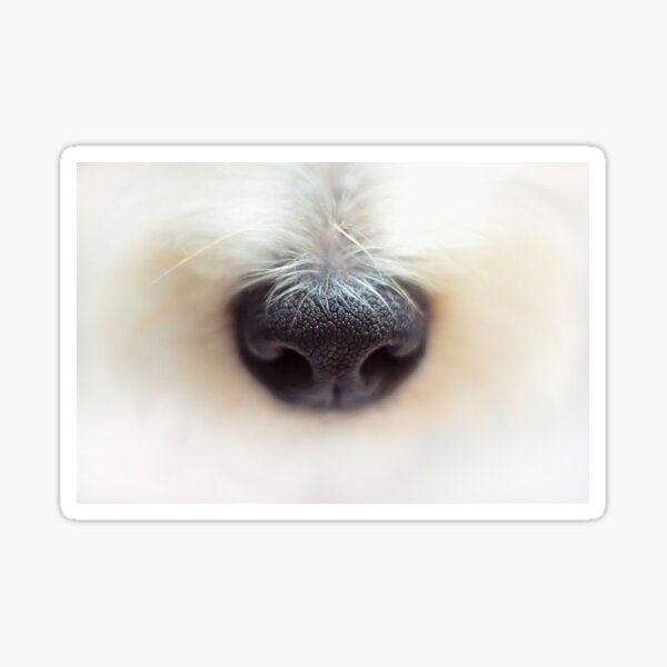 " Dog nose face mask - Cute and Funny Animal Medical Face Masks ...